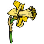gif_daffodil - Games to learn English